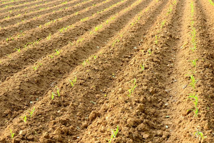 Seedlings growing in the fields – Primal Group